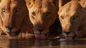 Disneynature: Earth – Animated Views